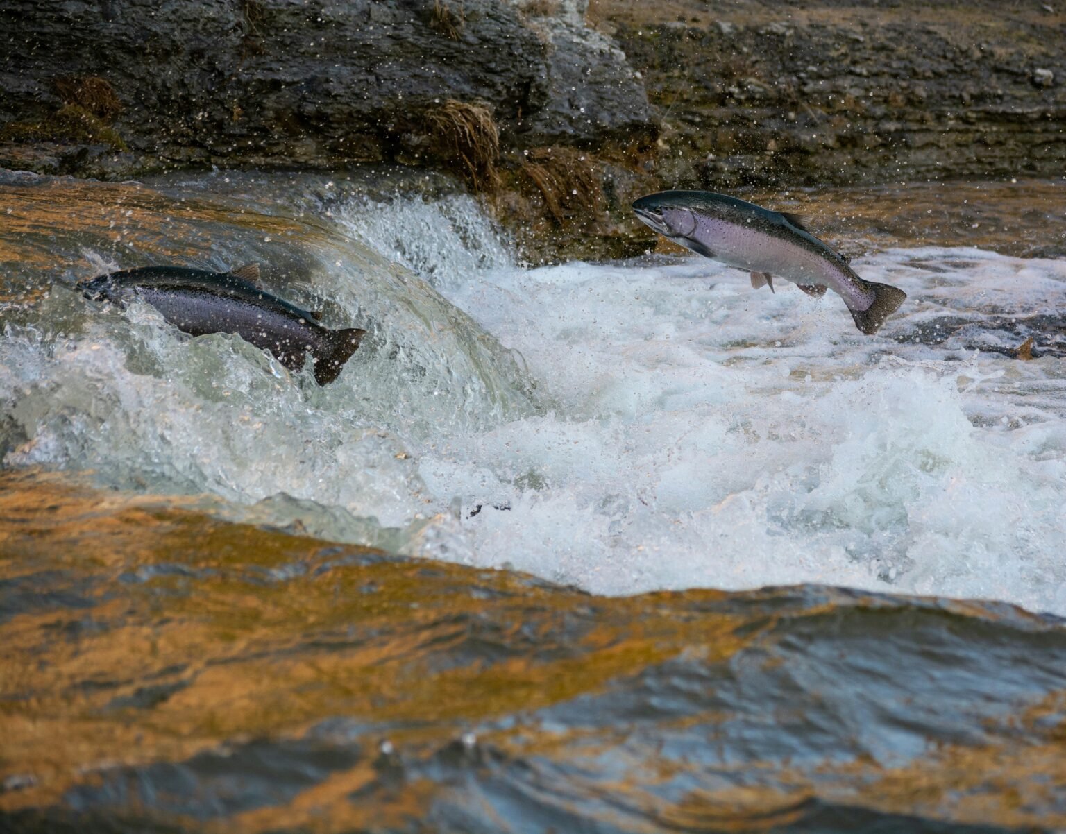 England–Scotland row over ‘wild’ salmon branding - Larder Magazine