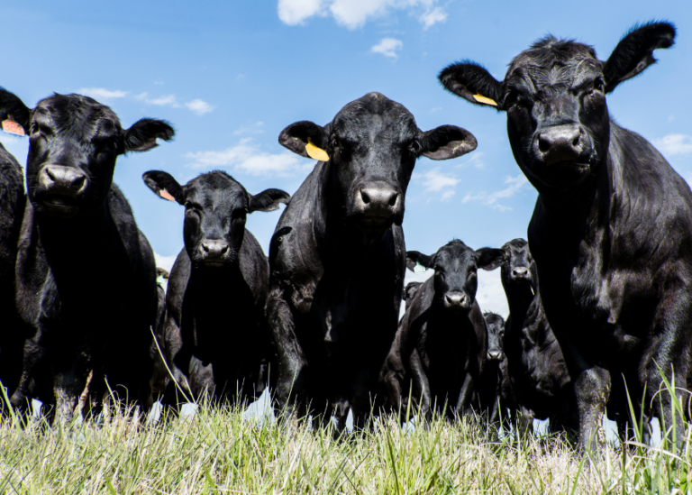 Inspectors called in after 271 unidentifiable cattle killed on Scots ...